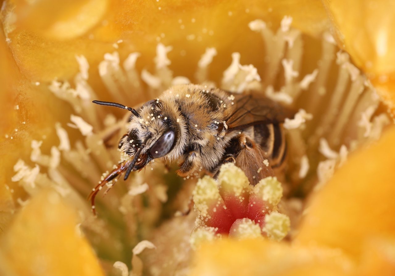 Pollinators, Biodiversity, and Healthy Ecosystems - NOD Apiary Products ...